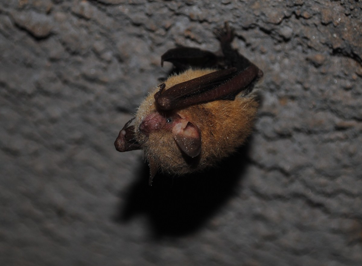 Hailes Cave Bat Gate Project – Protecting Bats’ Winter Home | New York ...