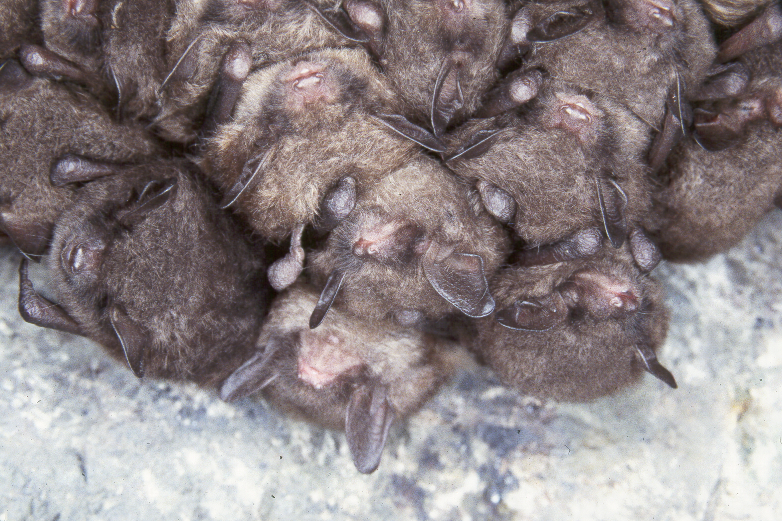 The Battle to Save our Bats | New York State Parks and Historic Sites Blog