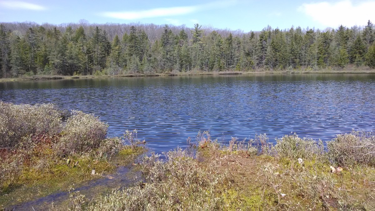 Protecting Mud Lake | New York State Parks and Historic Sites Blog
