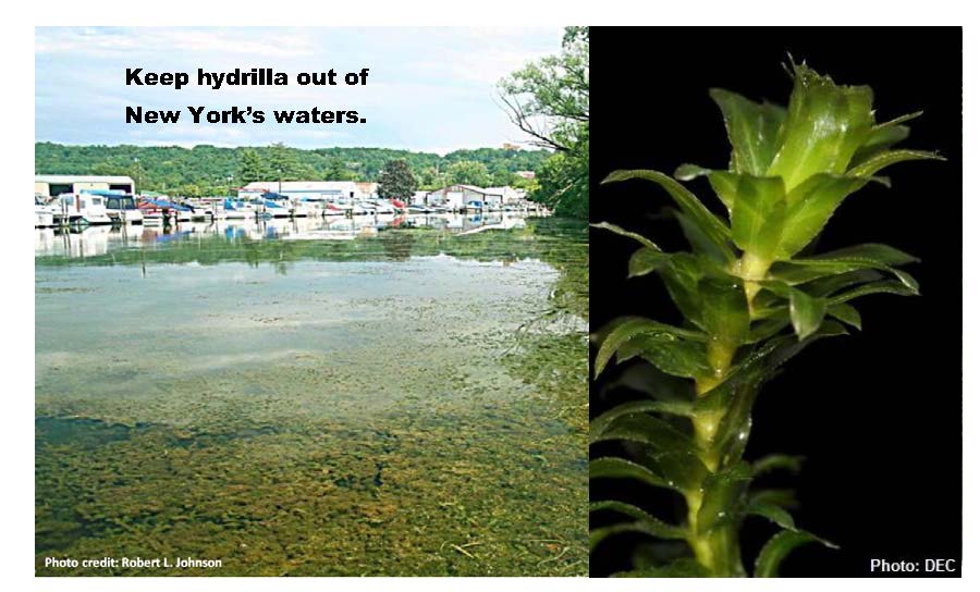 Invasive Species Awareness Week | New York State Parks and Historic ...