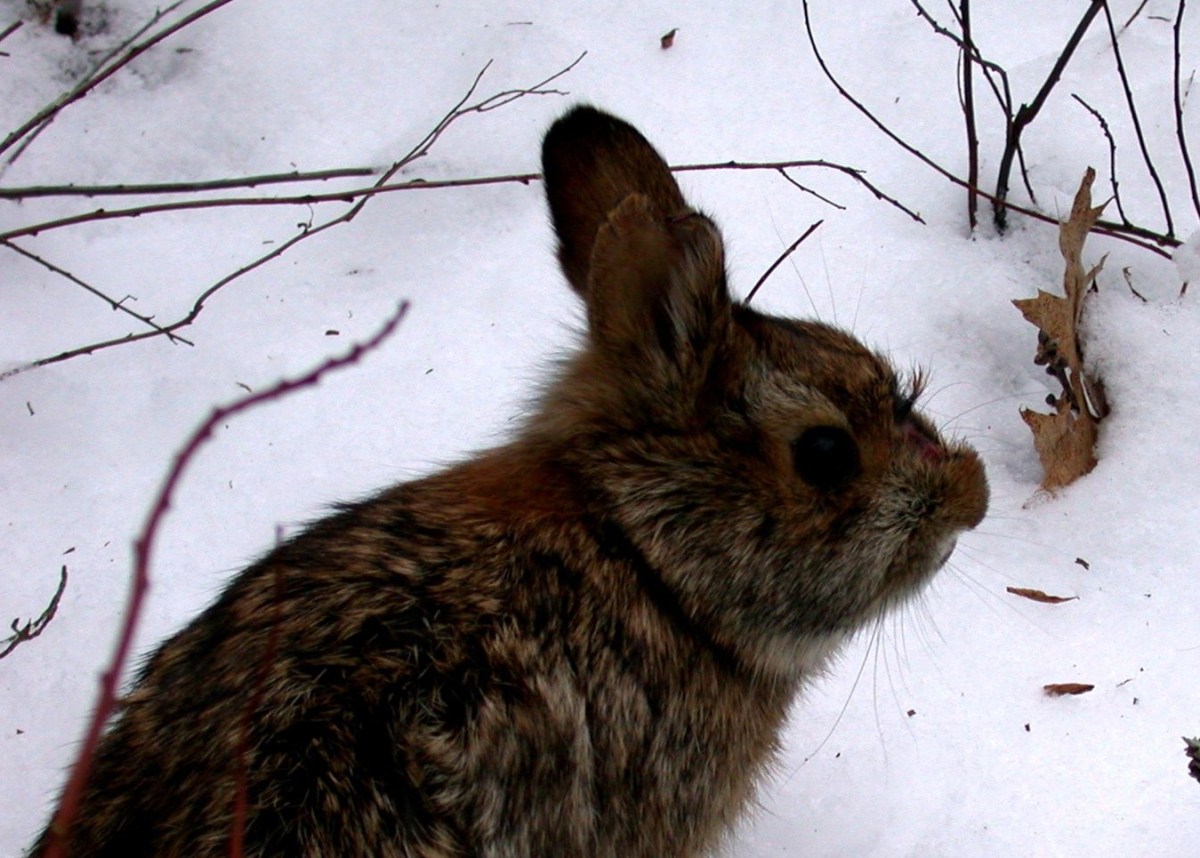 Predator Study At State Parks | New York State Parks and Historic Sites ...