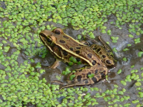 Spotting the Leopard Frog | New York State Parks and Historic Sites Blog