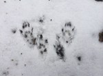 Deciphering Winter Animal Tracks | New York State Parks and Historic ...