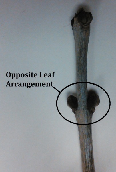 Winter Tree Identification Part I: Deciduous Trees | New York State ...