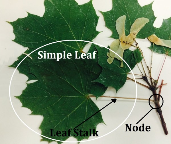 Winter Tree Identification Part I: Deciduous Trees | New York State ...