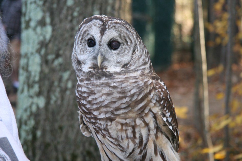 Owls | New York State Parks and Historic Sites Blog