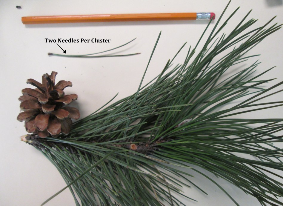 Winter Tree Identification Part II: Evergreen Trees | New York State ...