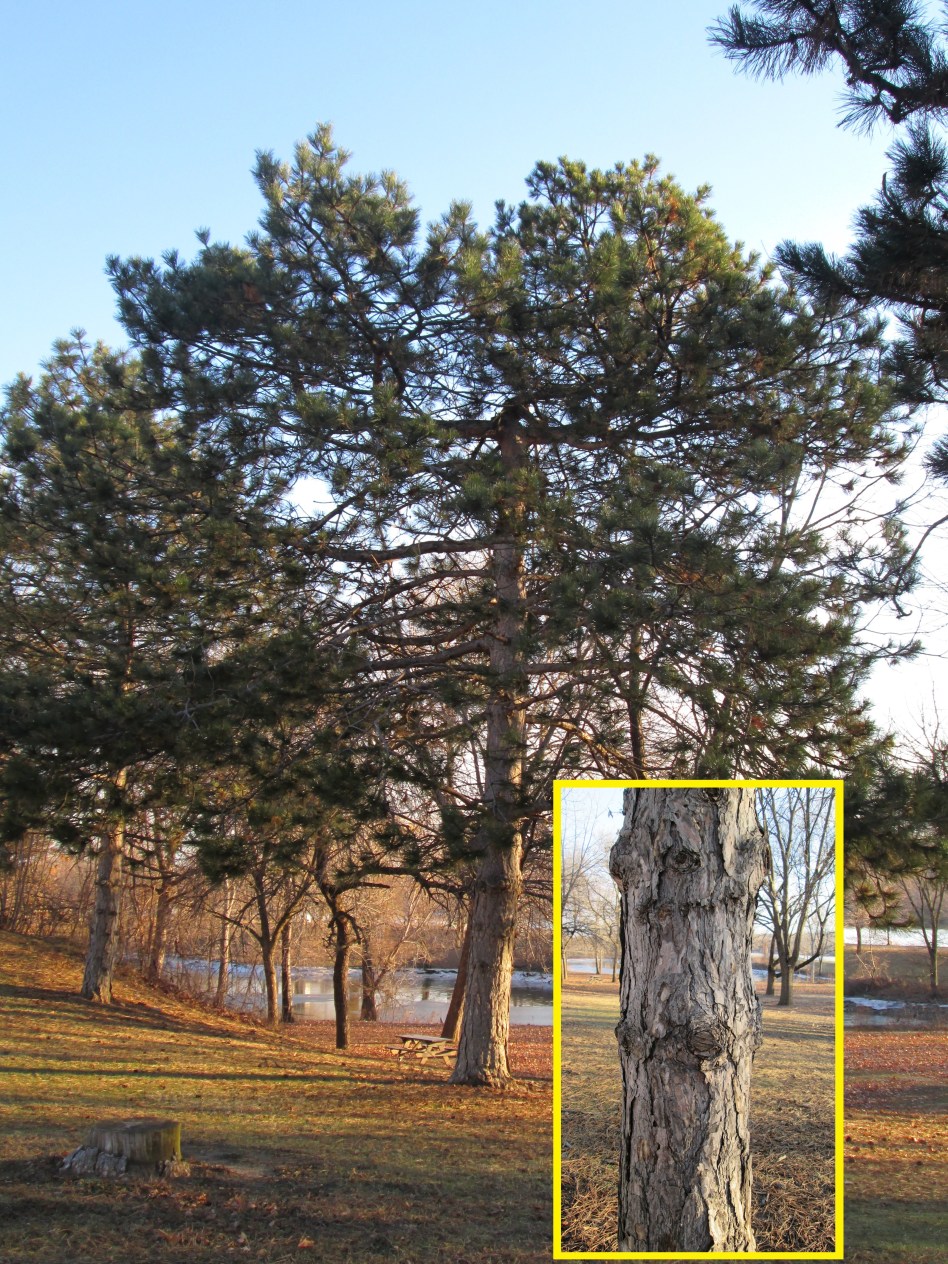 Winter Tree Identification Part II: Evergreen Trees | New York State ...