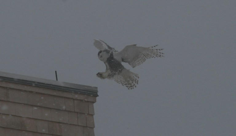 Owls | New York State Parks and Historic Sites Blog