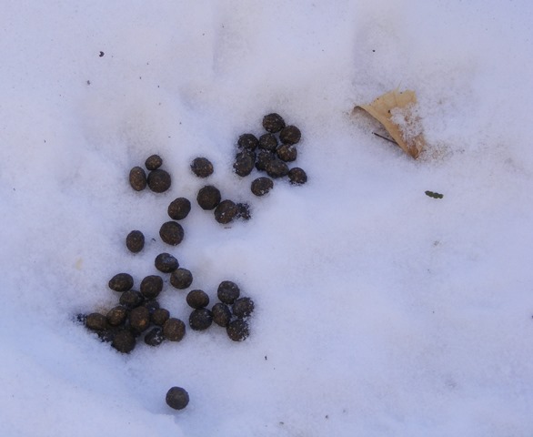 Winter Scat Identification | New York State Parks and Historic Sites Blog