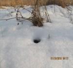 Subnivean Life: A World Beneath the Snow | New York State Parks and ...