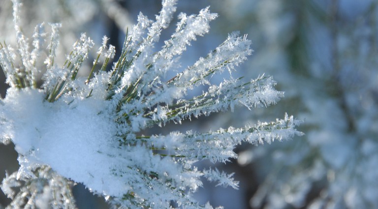 Winter Tree Identification Part II: Evergreen Trees | New York State ...