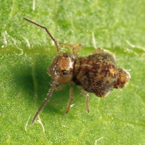 Spring Tales About Springtails: Friends, Not Fleas! | New York State ...
