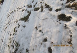 Subnivean Life: A World Beneath the Snow | New York State Parks and ...