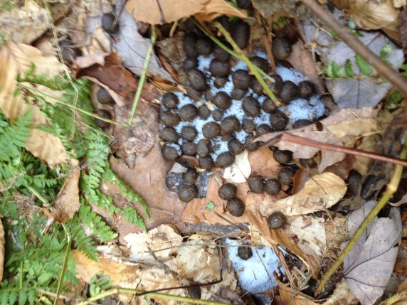 Photos Wildlife Scat Identification Animal Scat Or Droppings