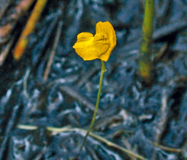 Predator Plants in Our Parks | New York State Parks and Historic Sites Blog