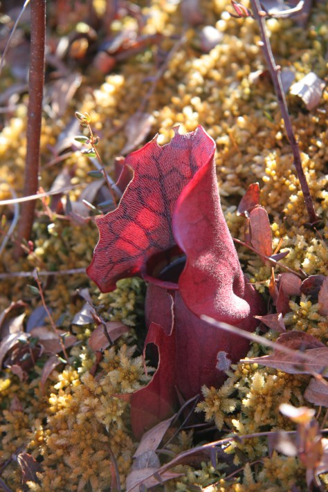 Predator Plants in Our Parks | New York State Parks and Historic Sites Blog