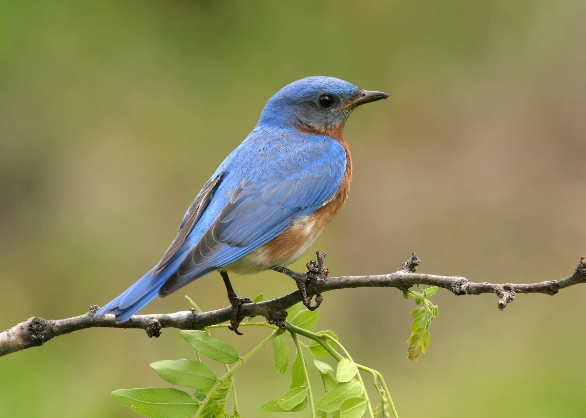Symbols of New York State Scavenger Hunt | New York State Parks and ...