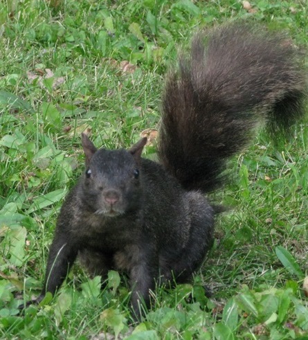 A Squirrel In Every Color | New York State Parks and Historic Sites Blog