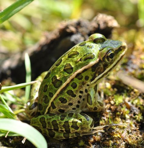 Amphibians on the Move! | New York State Parks and Historic Sites Blog