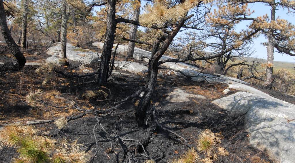 Fire Dependent Communities | New York State Parks and Historic Sites Blog