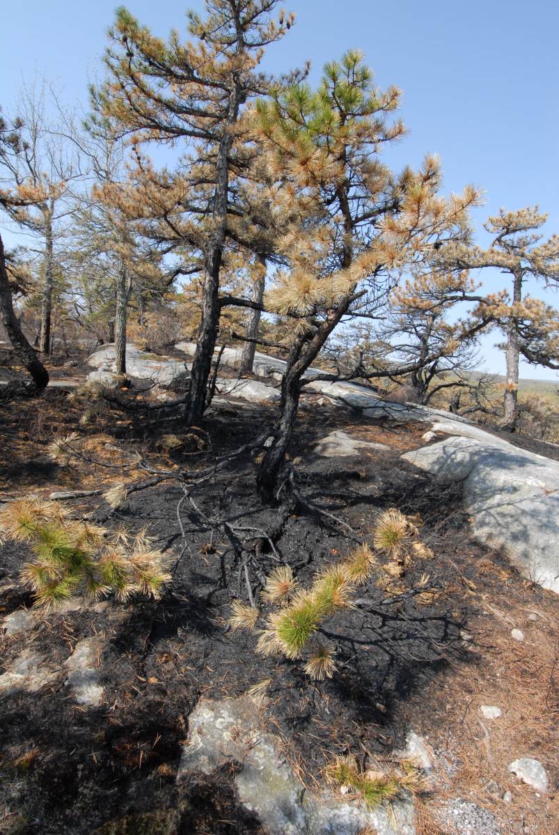 Fire Dependent Communities | New York State Parks and Historic Sites Blog