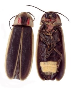 Synchronous Firefly | New York State Parks and Historic Sites Blog