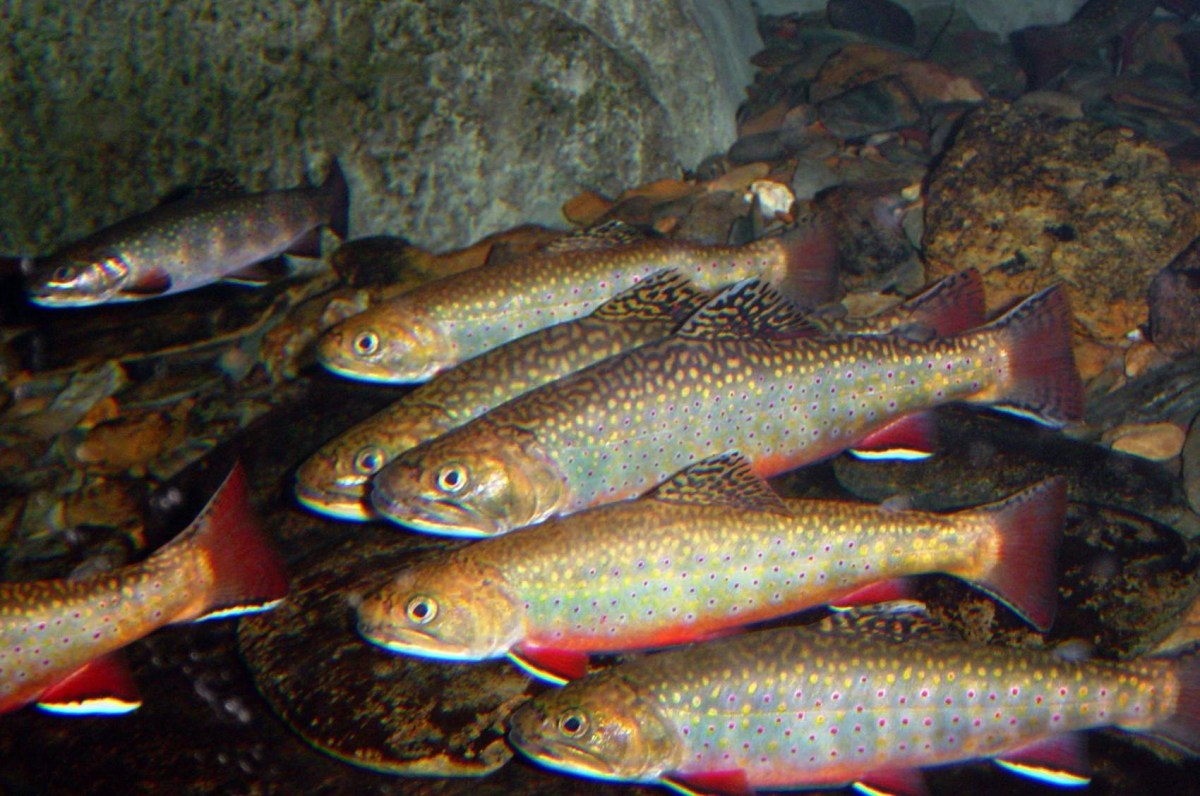 All About the Brook Trout: New York’s State Fish | New York State Parks ...