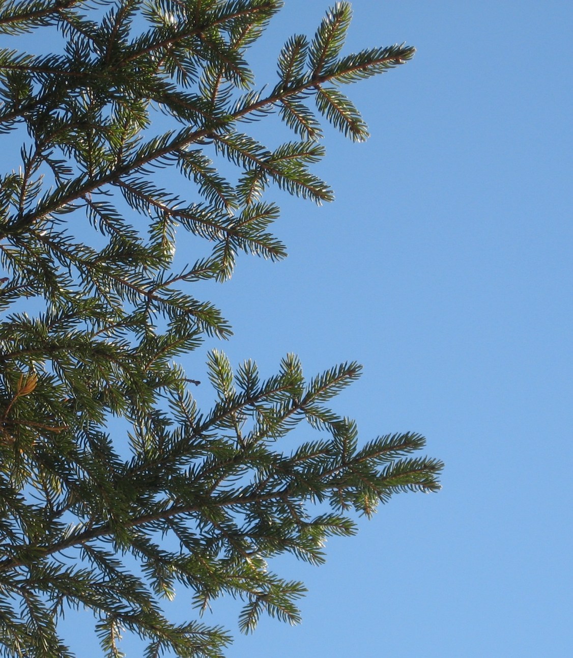 Winter Greens | New York State Parks and Historic Sites Blog