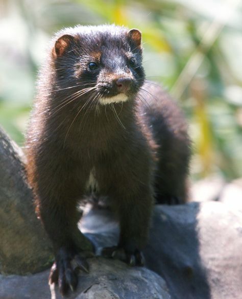 Wildlife Spotlight: Furbearer frenzy: The Mink | New York State Parks ...