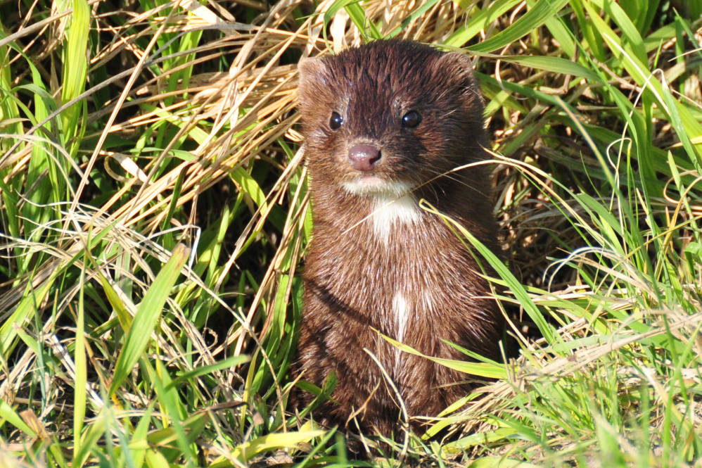 Wildlife Spotlight: Furbearer frenzy: The Mink | New York State Parks ...