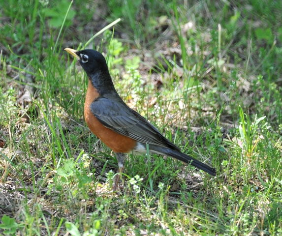 American Robin – Nature’s Harbinger of Spring | New York State Parks ...
