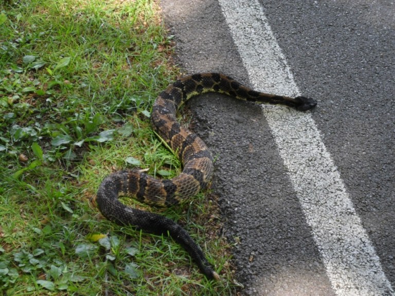Respect for Rattlers | New York State Parks and Historic Sites Blog