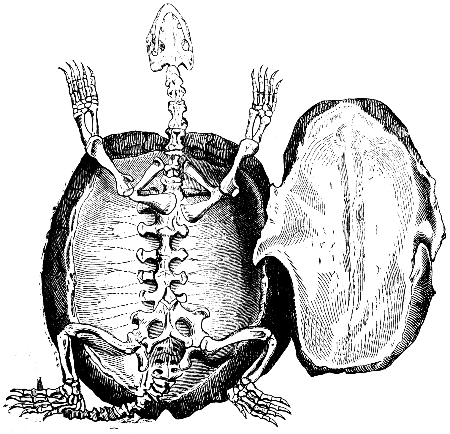 Skeleton_of_a_turtle | New York State Parks and Historic Sites Blog