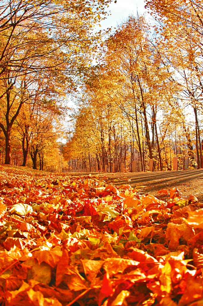 Fall in Love with Autumn Camping | New York State Parks and Historic ...