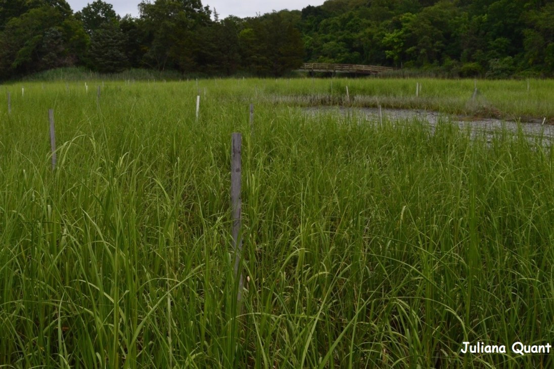 Weathering the Storm by Restoring a Native Grass | New York State Parks ...