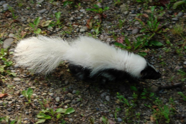 In Appreciation of Skunks | New York State Parks and Historic Sites Blog