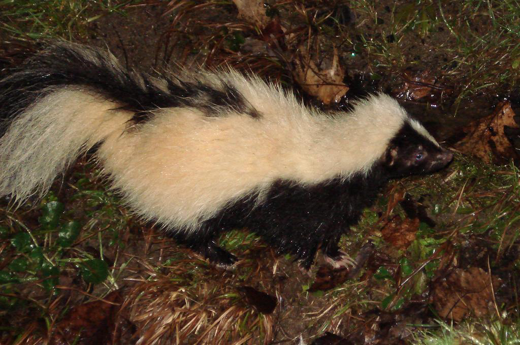 In Appreciation of Skunks | New York State Parks and Historic Sites Blog