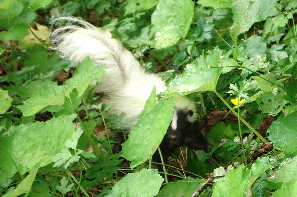 In Appreciation of Skunks | New York State Parks and Historic Sites Blog
