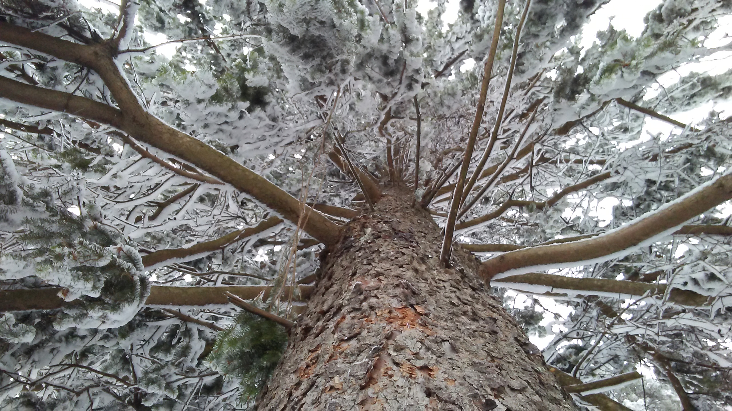 Trees Spring Ahead | New York State Parks and Historic Sites Blog