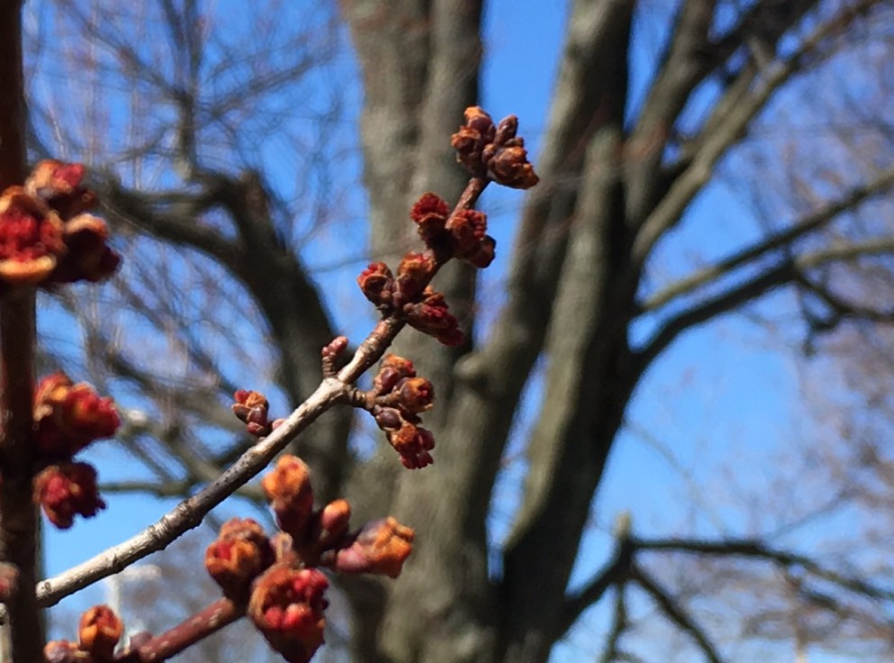 Trees Spring Ahead | New York State Parks and Historic Sites Blog
