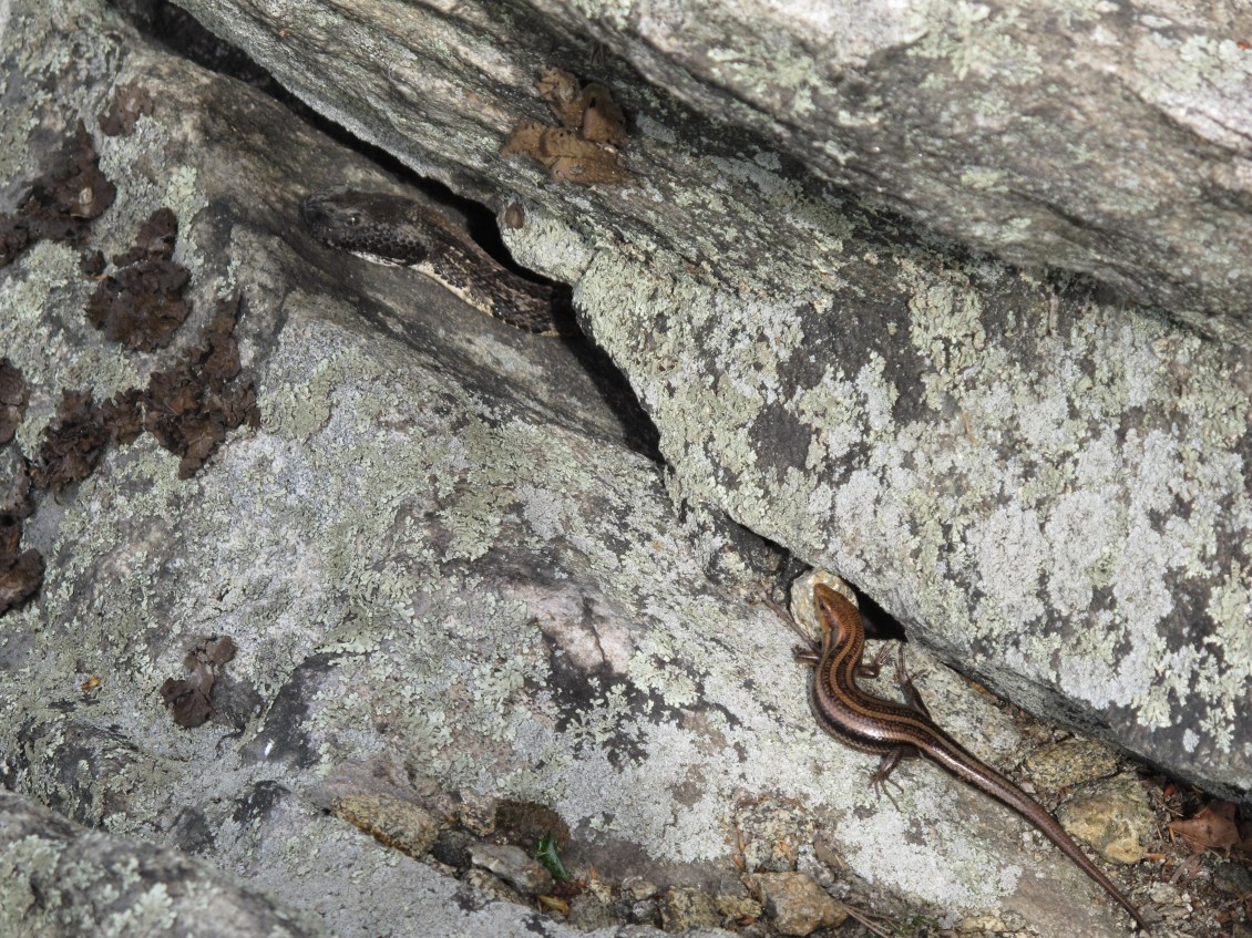 Leapin’ Lizards | New York State Parks and Historic Sites Blog