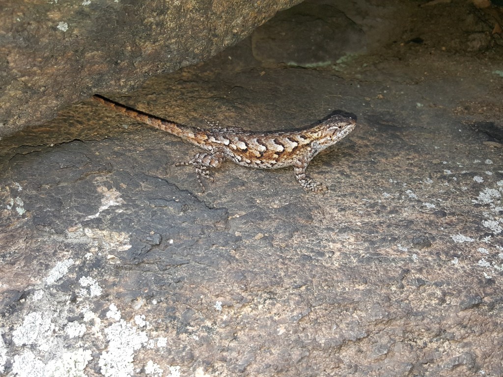 Leapin’ Lizards | New York State Parks and Historic Sites Blog