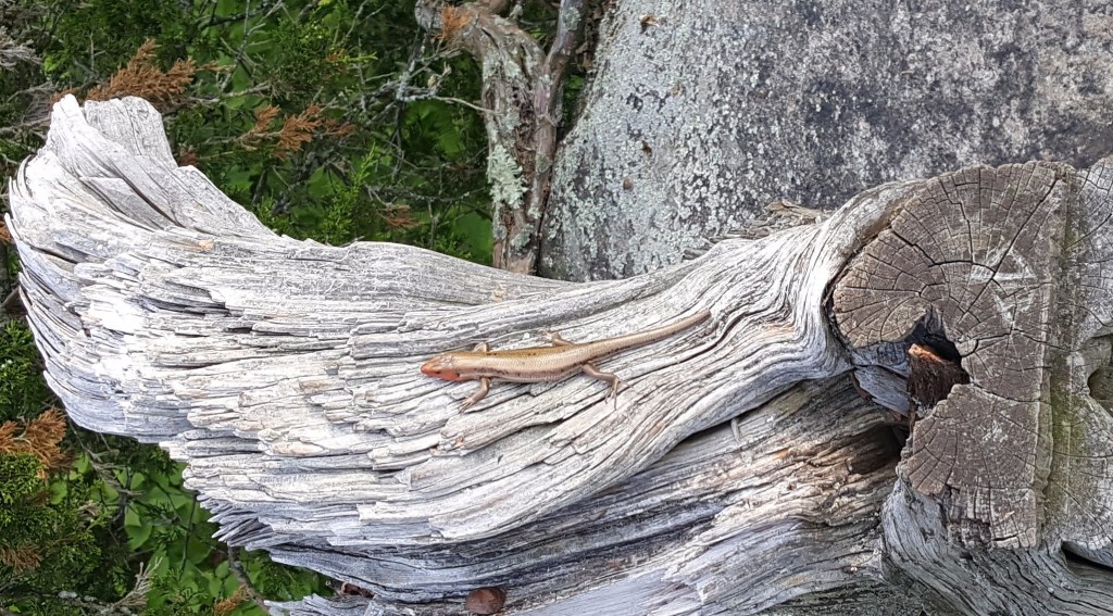 Leapin’ Lizards | New York State Parks and Historic Sites Blog