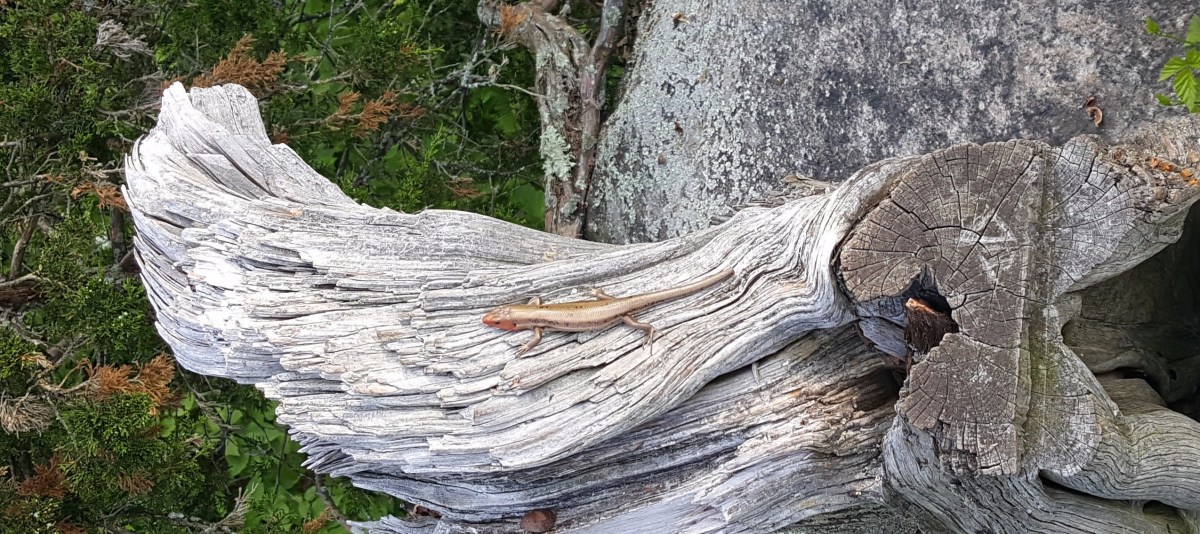 Leapin’ Lizards | New York State Parks and Historic Sites Blog