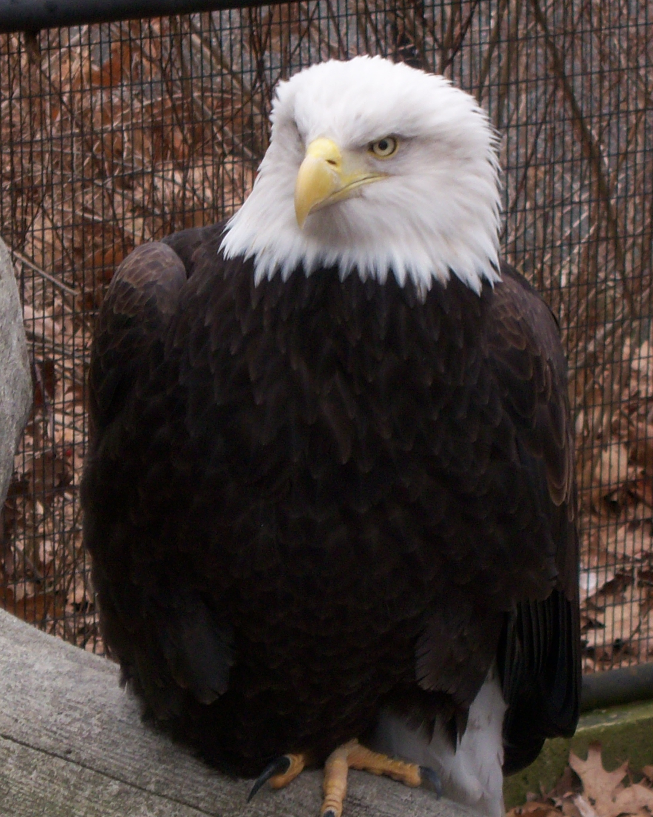 Celebrate Independence Day with Our National Bird | New York State ...