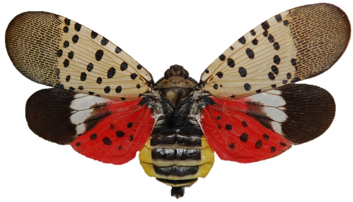 Invasive Species Spotlight – Spotted Lantern Fly | New York State Parks ...