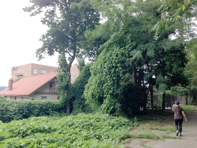Kudzu House Meet Kudzu Or The Vine That Ate The South Apocalyptic