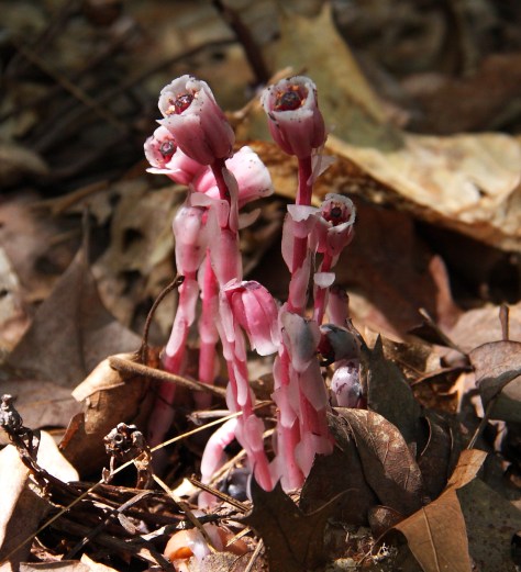 The Ghost Plant: A Closer Look At The Spookiest Plant In The Forest ...