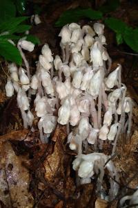 The Ghost Plant: A Closer Look At The Spookiest Plant In The Forest ...